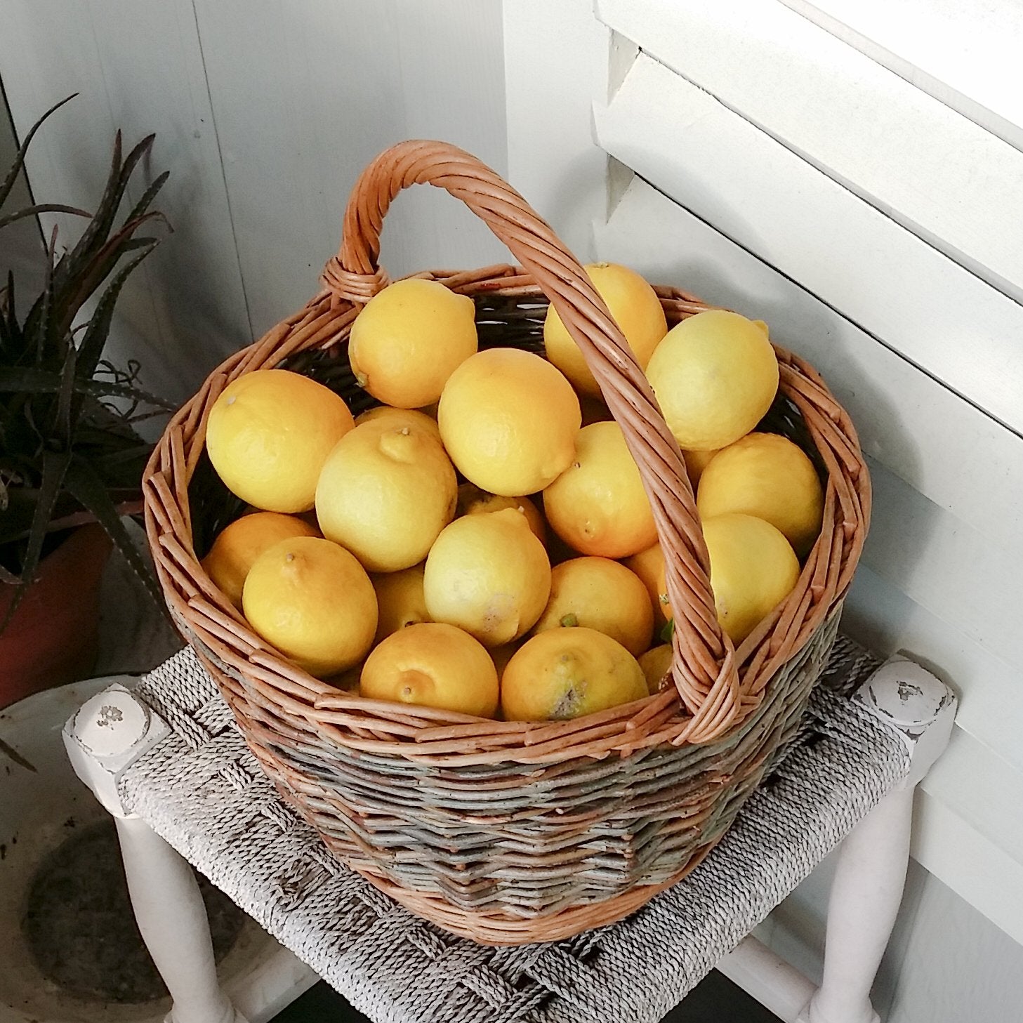 The Best Ever Lemon Cordial Syrup – Country Trading Co US